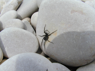 callenharty.com Spiders photo page