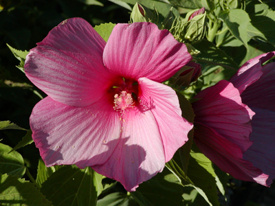 callenharty.com Illinois/Iowa Trip photo page