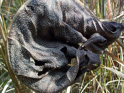 callenharty.com Leaves photo page