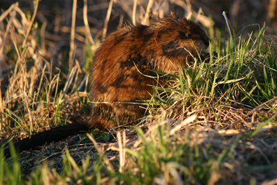callenharty.com Small Mammals photo page
