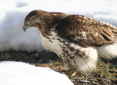 callenharty.com birds photo page 2