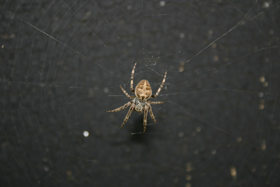 callenharty.com Spiders photo page