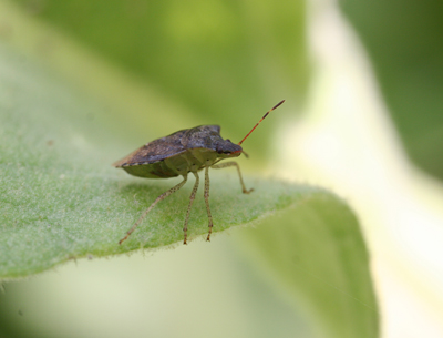 callenharty.com Kettle Moraine South photo page