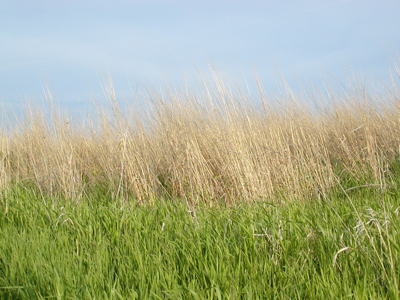 callenharty.com Miscellaneous Outdoor photo page